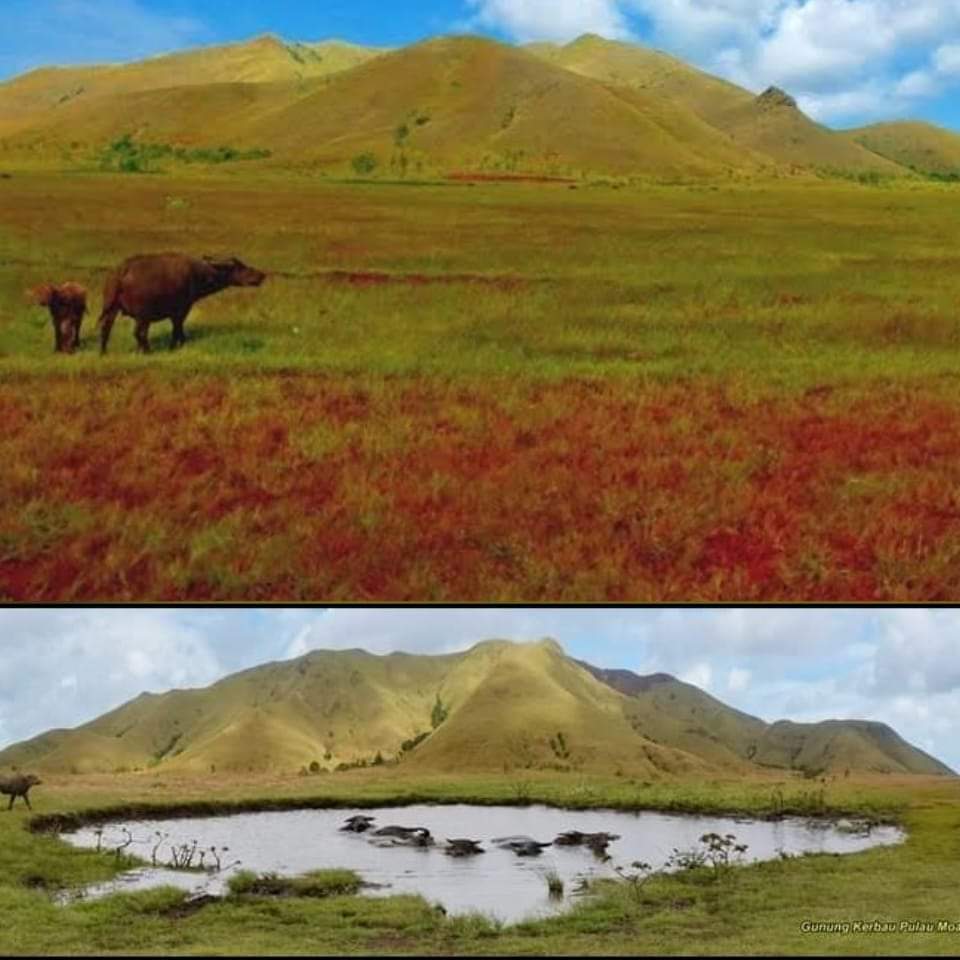 Mengintip Keindahan Gunung Kerbau di Maluku Barat Dayai - KlewangNews Mengintip Keindahan Gunung Kerbau di Maluku Barat Dayai - KlewangNews